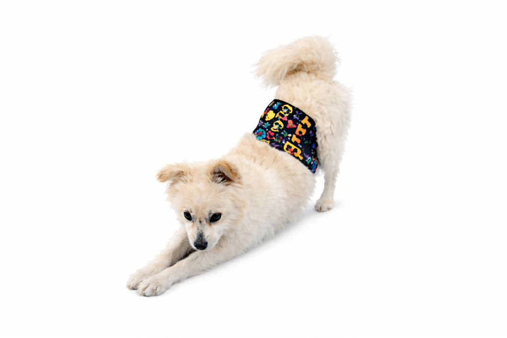 Product Info | Belly Bands for Dogs